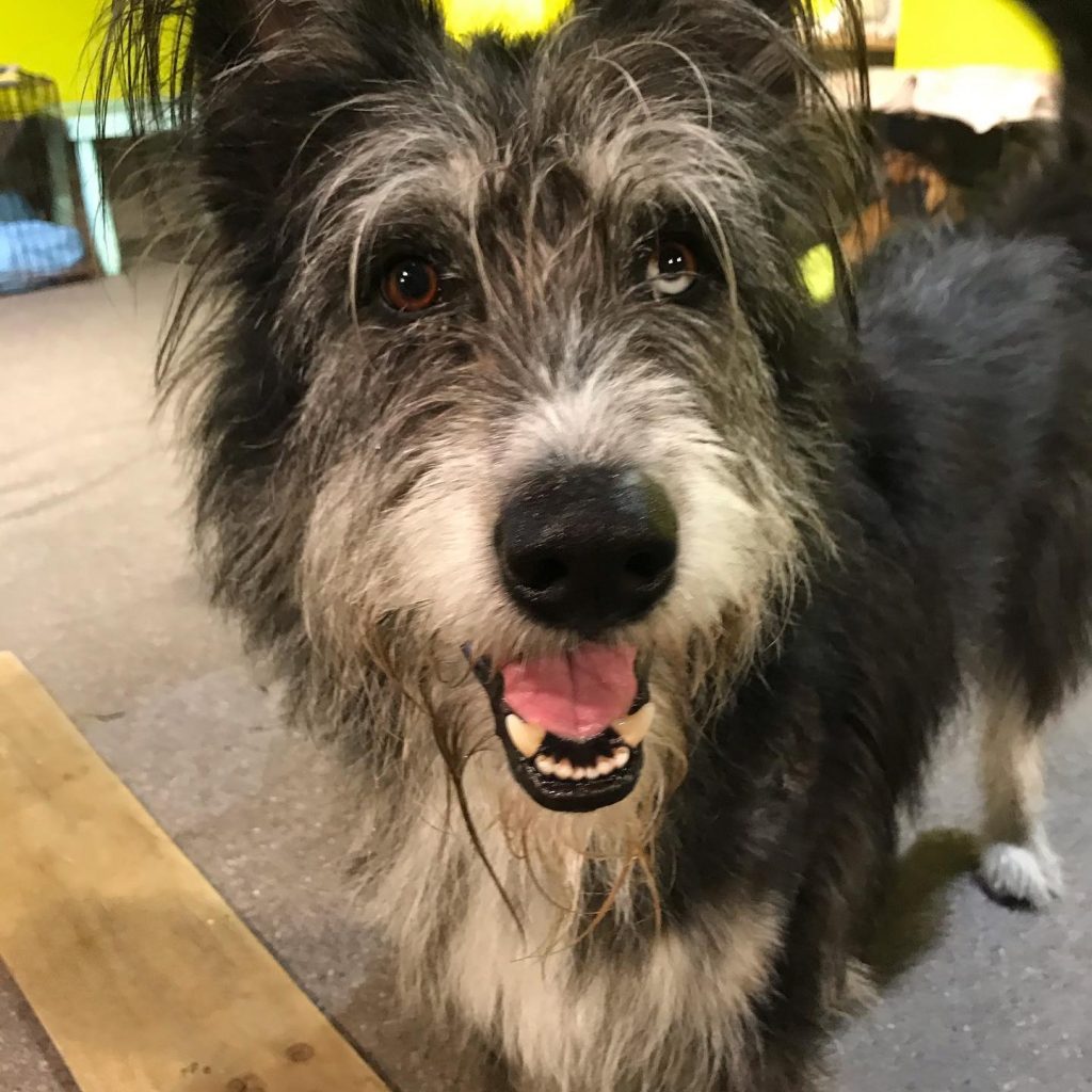 The Barking Lot – Wellington's Central Doggie Daycare and Grooming