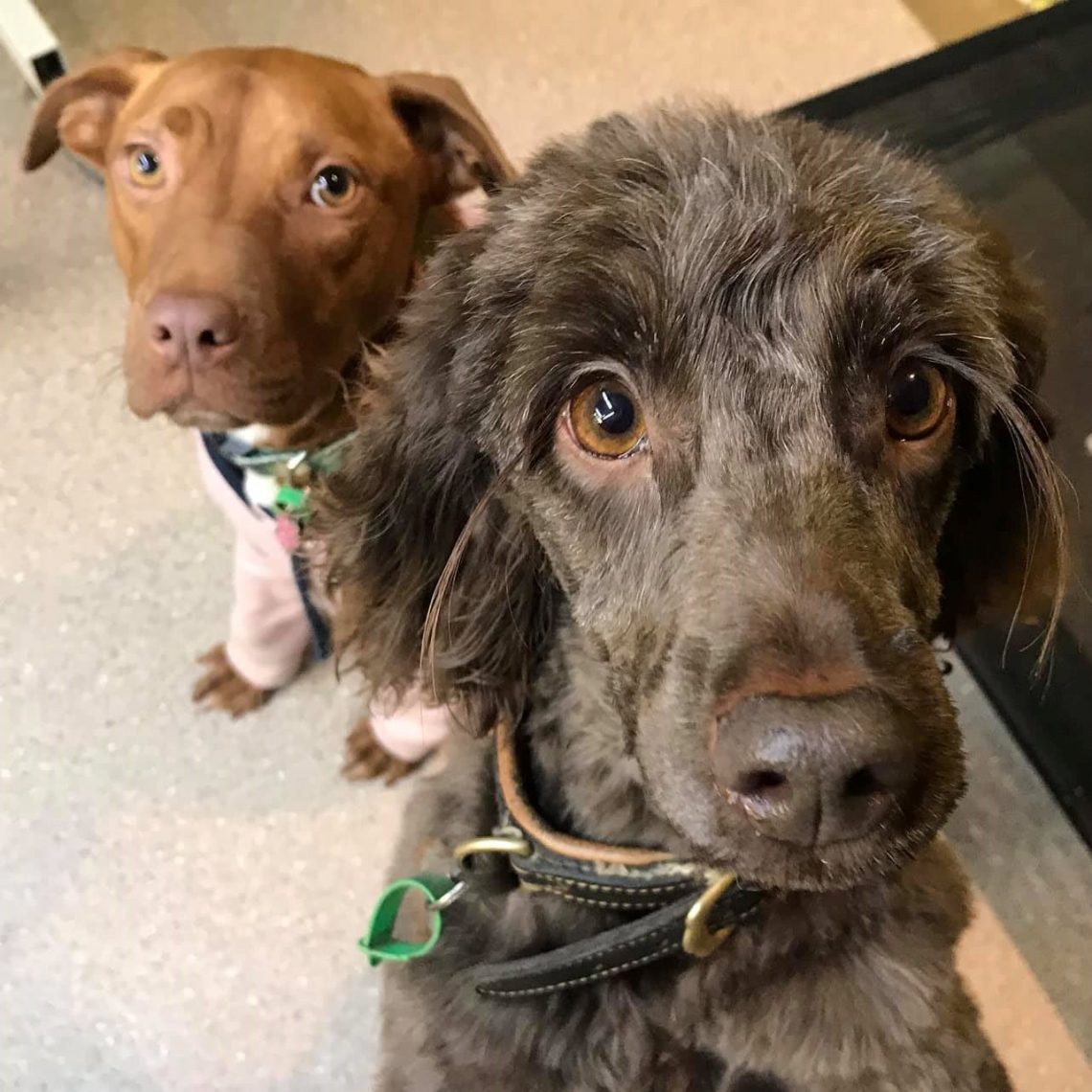 The Barking Lot – Wellington's Central Doggie Daycare and Grooming